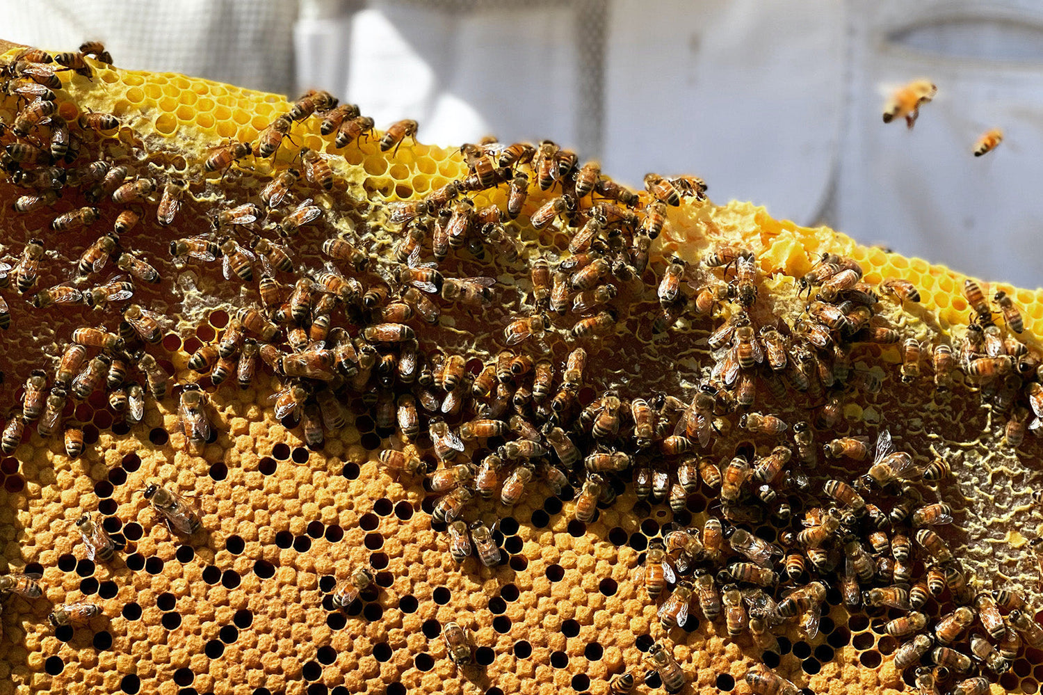 Sustainable Beekeeping: How to Care for Your Bees and the Environment ...